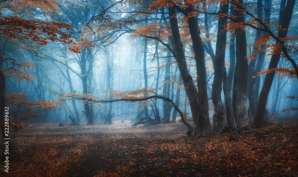 Dark Autumn Forest Wallpaper
