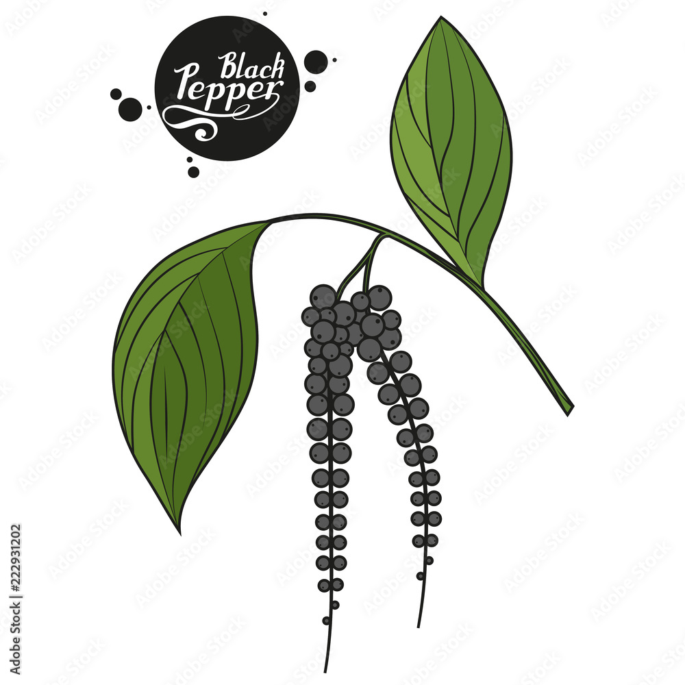 hand drawn black pepper, spicy ingredient, black pepper logo, healthy ...