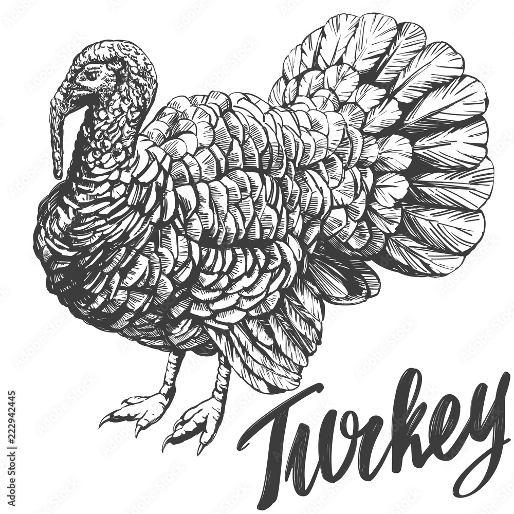 Realistic Turkey Drawings
