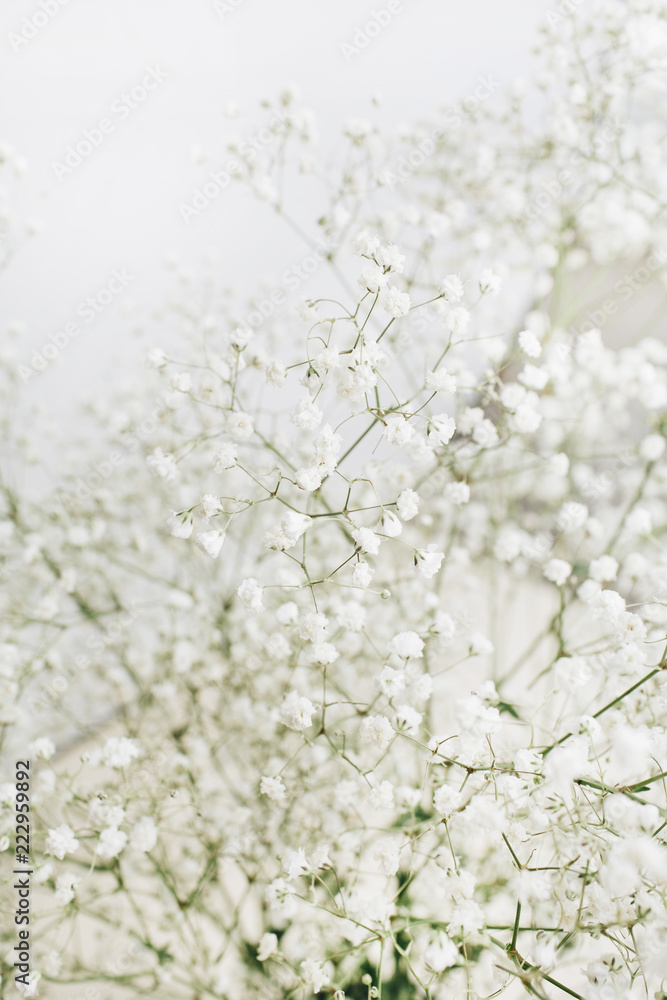 White gypsophila flower bouquet. Stock Photo | Adobe Stock