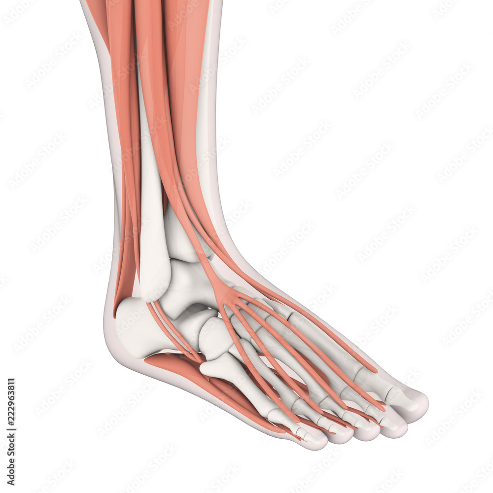 Human Foot Muscles Anatomy Stock Illustration | Adobe Stock