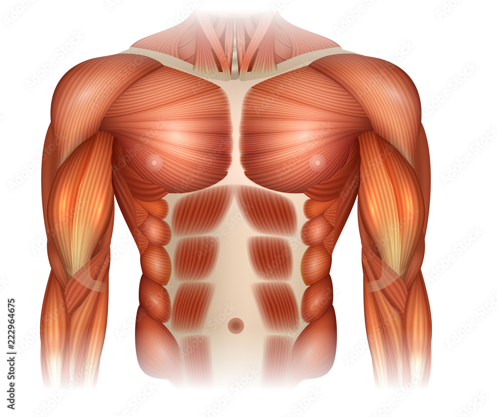 Male diastasis Recti also known as Diastasis Rectus Abdominus or ...
