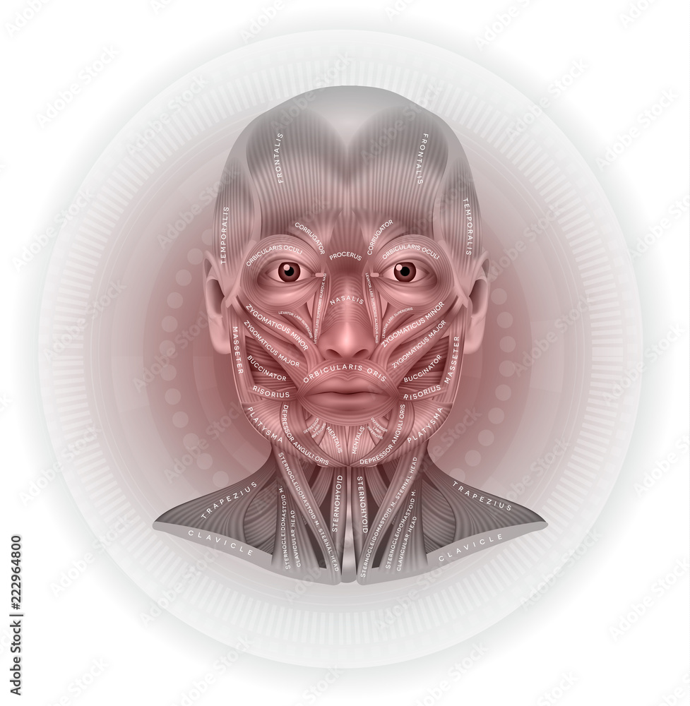 Face and neck muscles detailed anatomy beautiful light grey design and ...