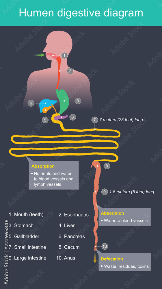 Humen digestive diagram. The small intestine absorbs nutrients into the ...