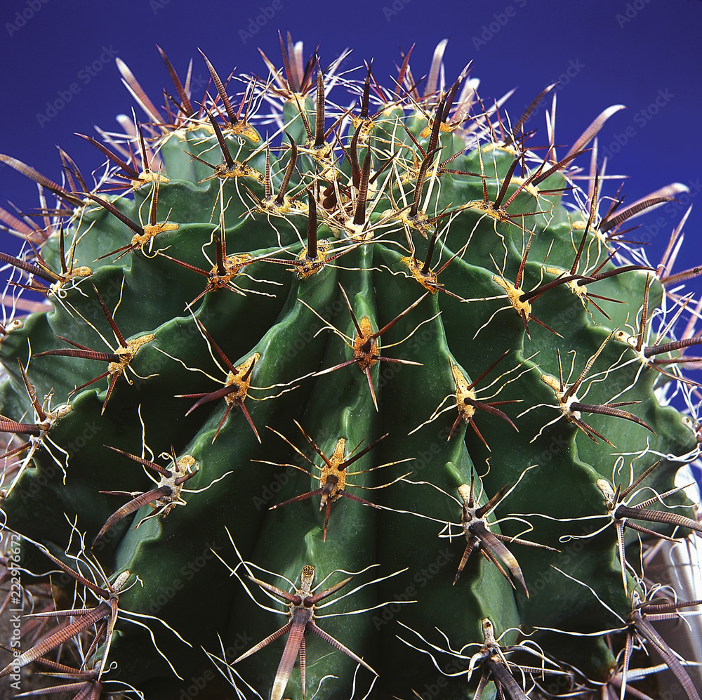 Cactus. Ferocactus horridus. A unique studio photographing with a ...