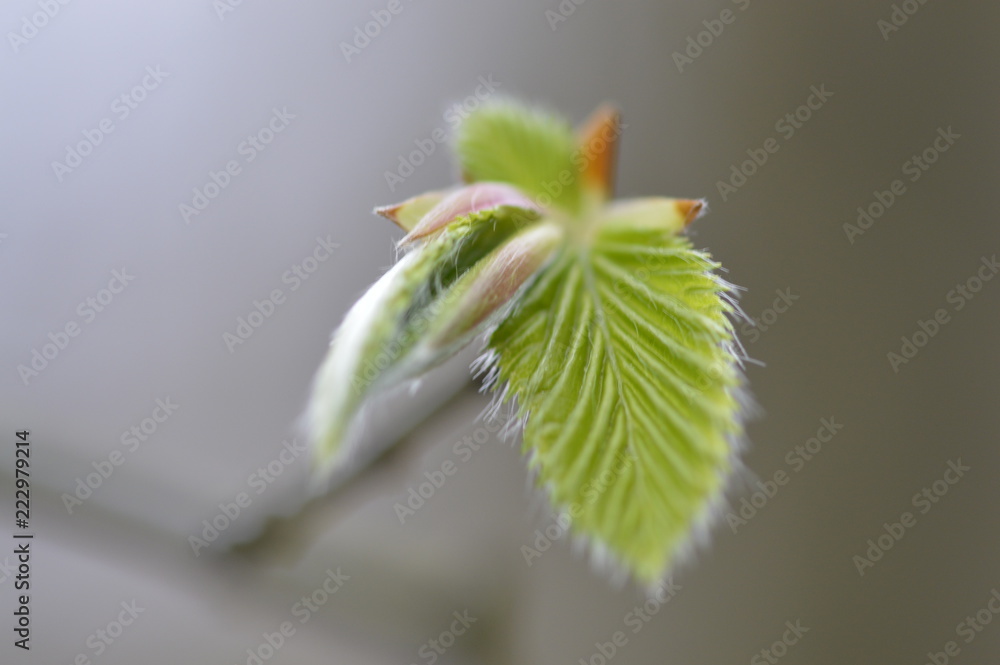 beech tree isolated leaf and bud opening macro Stock Photo | Adobe Stock