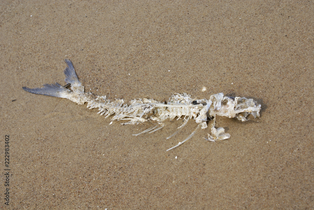 Decomposing dead fish carcass washed ashore on beach with mostly fish bones left Stock Photo ...