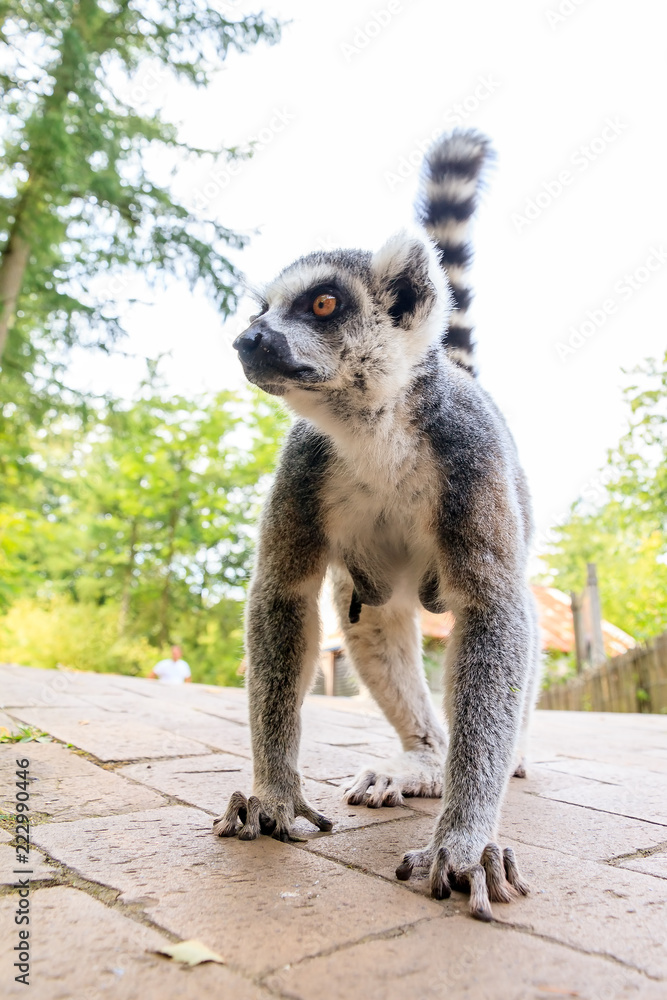 Foto Stock The ring-tailed lemur (Lemur catta) is a large strepsirrhine ...