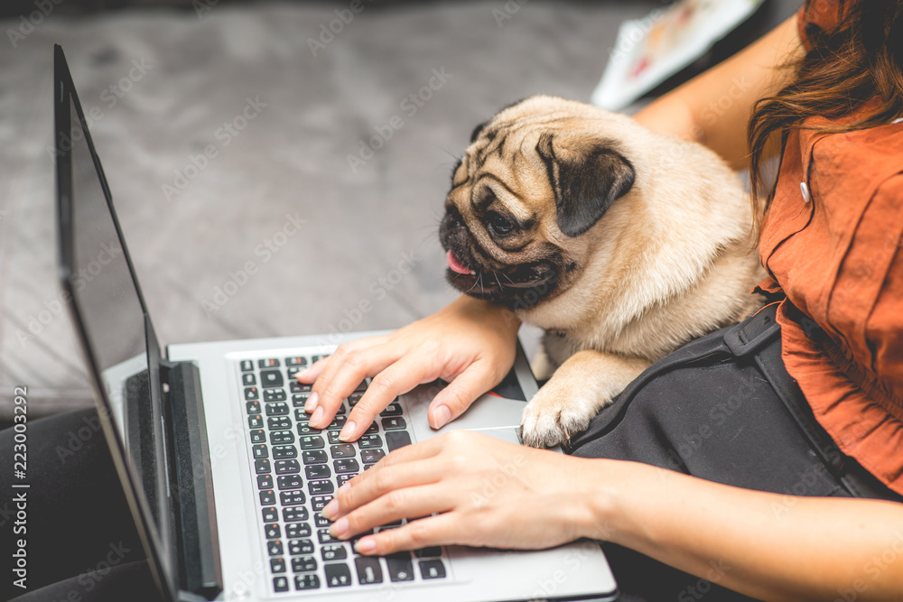 Woman typing and working on laptop with dog Pug breed lying on her knee ...