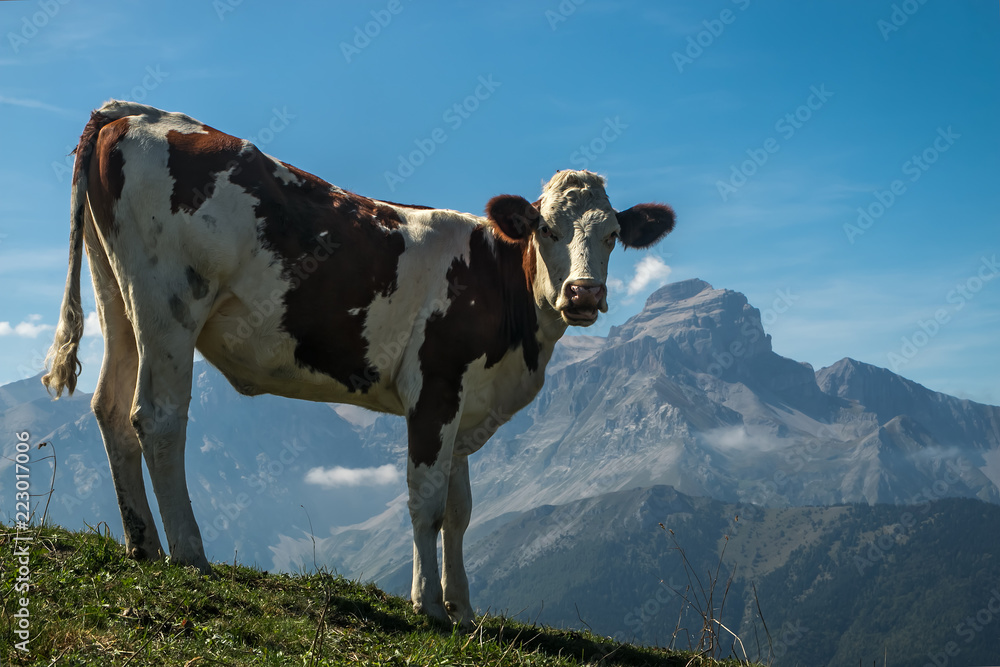 Vache à l' alpage avec la montagne de l' Obiou , Massif du Dévoluy ...