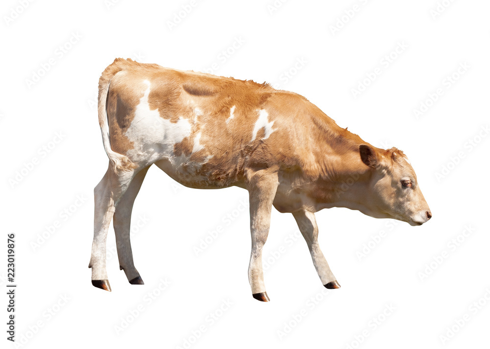 Side view of calf isolated on white background. Young cow Stock Photo ...