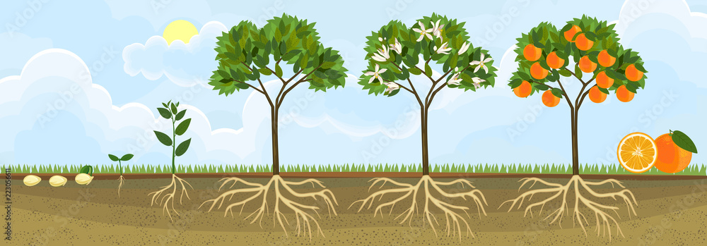 Life cycle of orange tree. Stages of growth from seed and sprout to ...