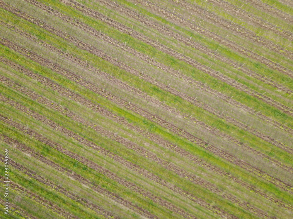 Texture prato Stock Photo | Adobe Stock