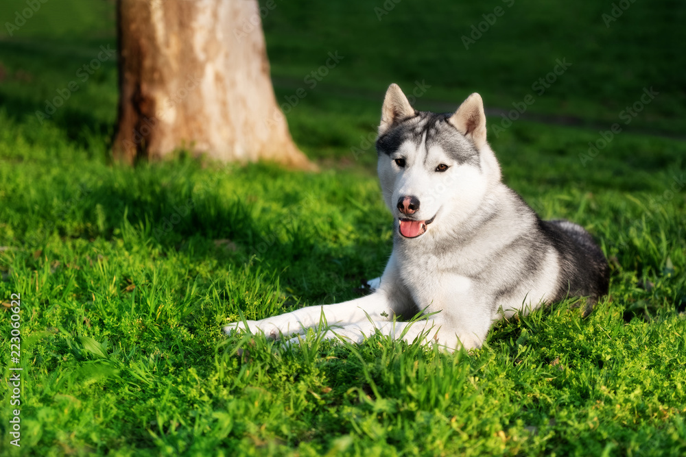 Gray Husky Puppy Green Eyes