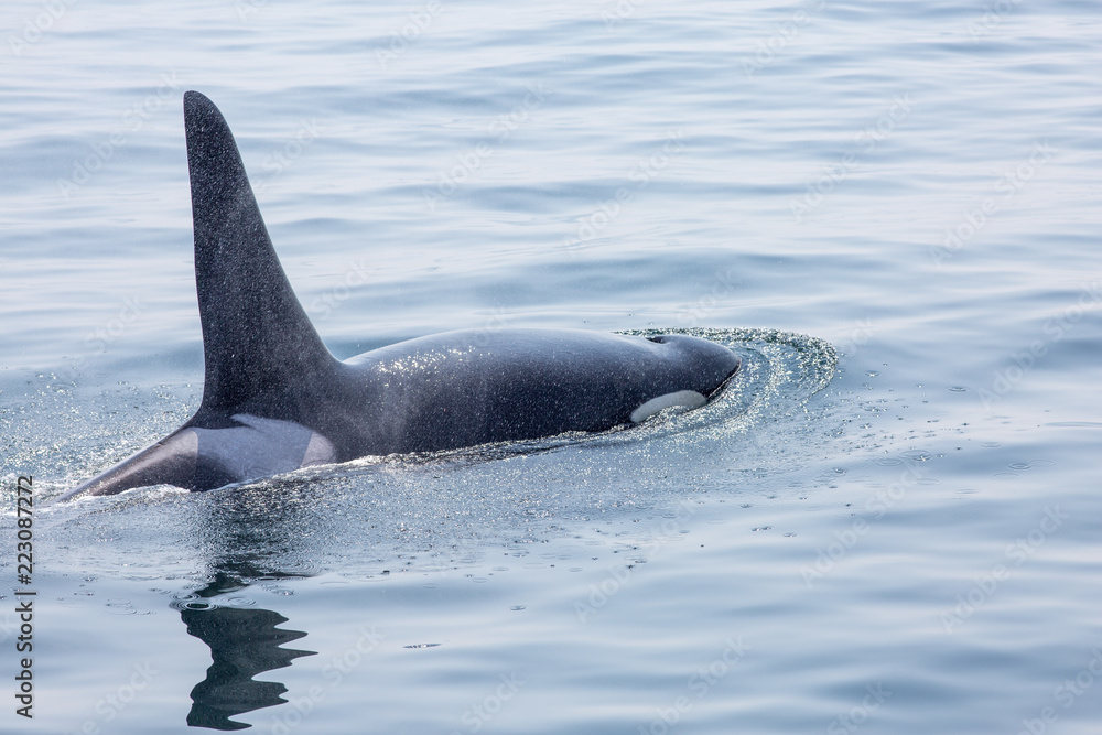 Killer whale from Pacific Northwest J pod - J35 in open ocean Stock ...