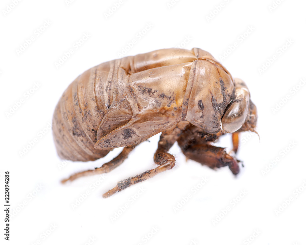 Cicada nymph shell (exuvum) isolated on white background. Periodical cicada emergence ...