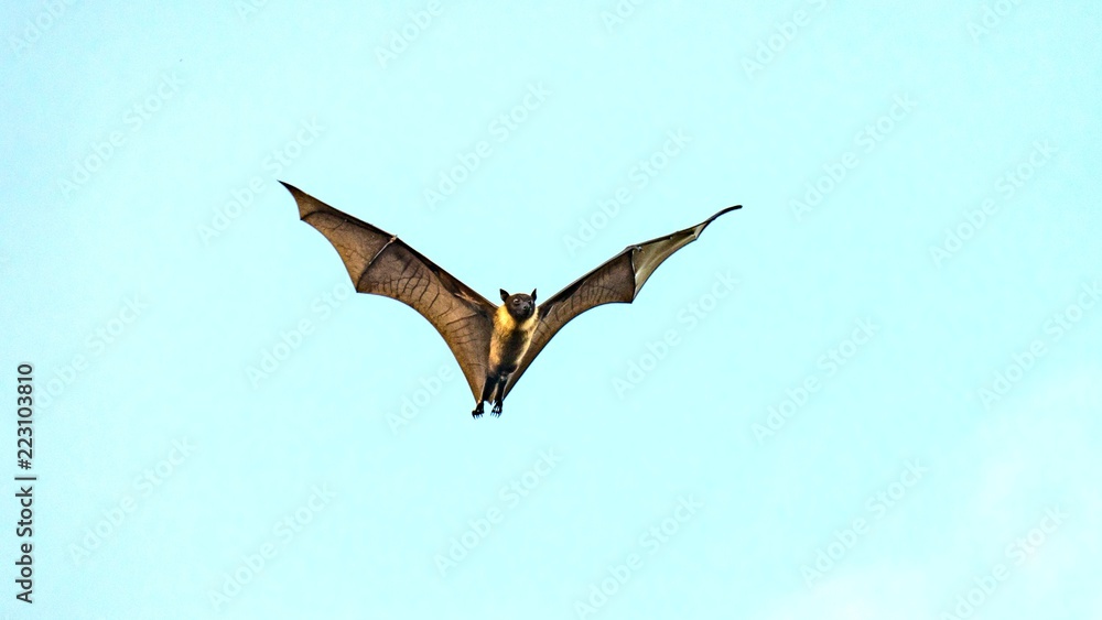 Fruit bat, flying fox (flying dog) flying, Maldives. Stock Photo ...