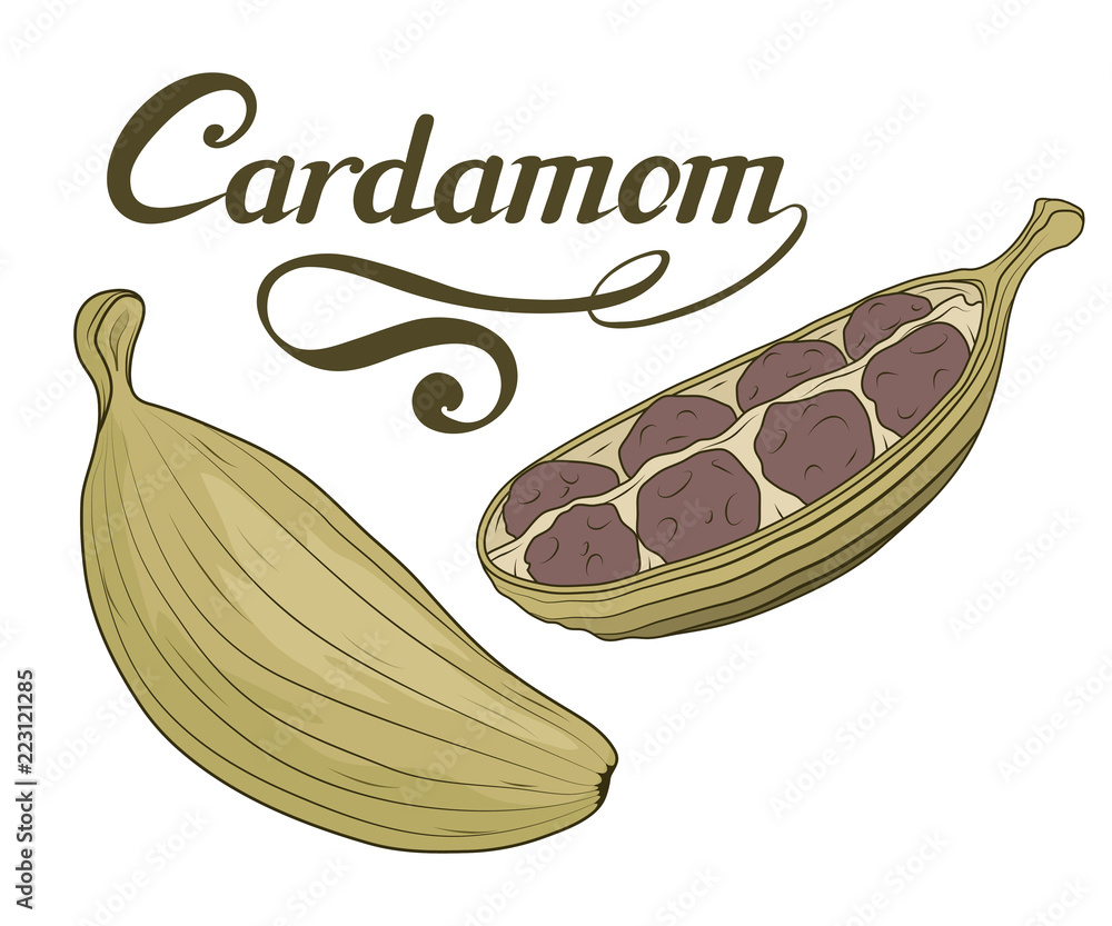 hand drawn cardamom plant, spicy ingredient, cardamom logo, healthy ...