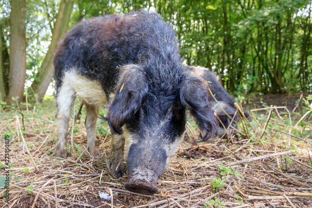 Beautiful hairy Swallow-bellied Mangalica pig (Sus Scrofa), a Hungarian ...