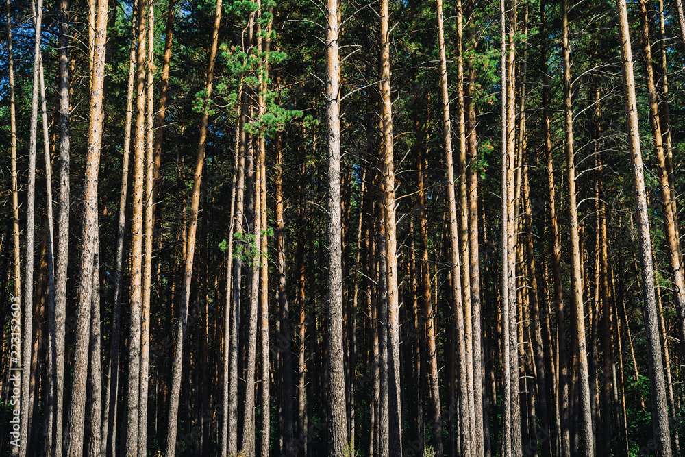 High pines in sunlight close up. Background of pine forest boundary ...