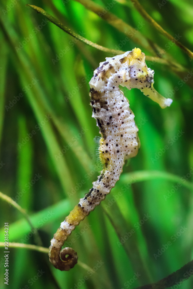 Beautiful Seahorse Photography