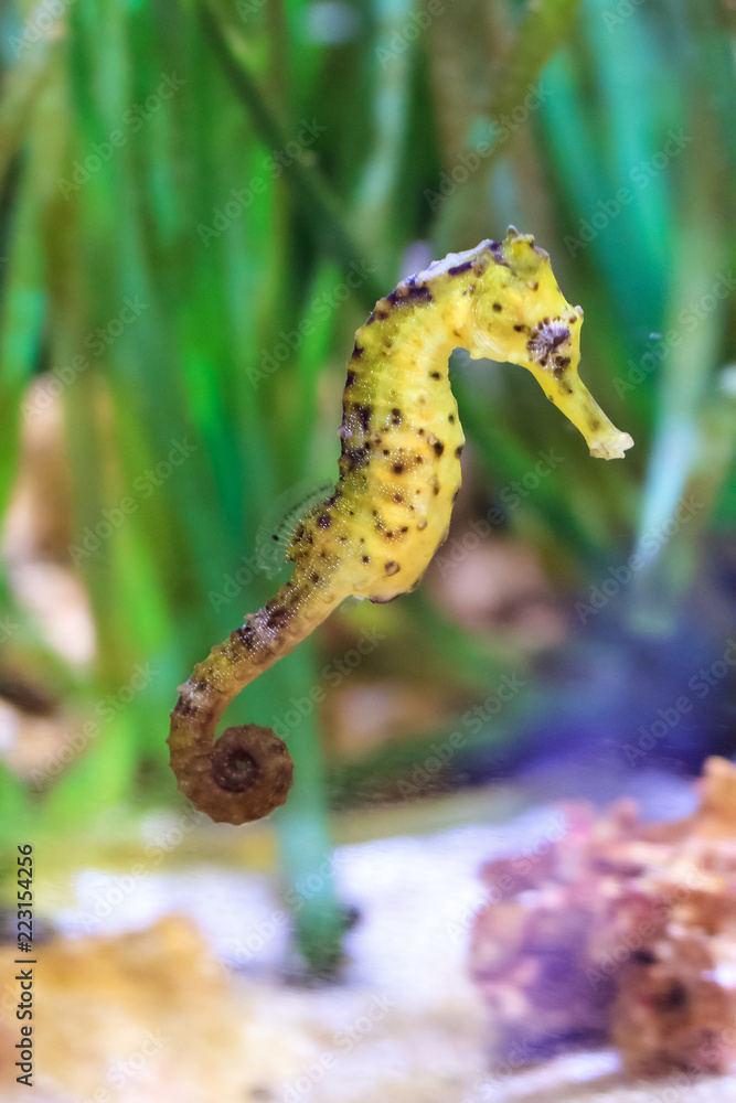 Close up of a beautiful Seahorse, presumably Hippocampus kuda, aka the ...