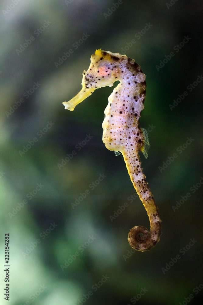 Beautiful Seahorse Images