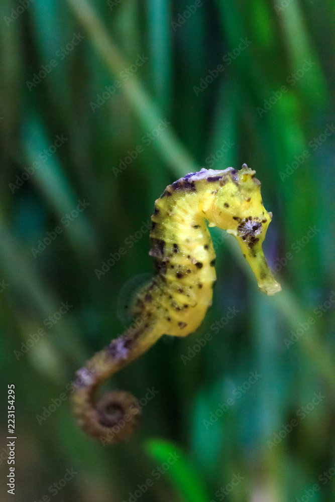 Close up of a beautiful Seahorse, presumably Hippocampus kuda, aka the ...