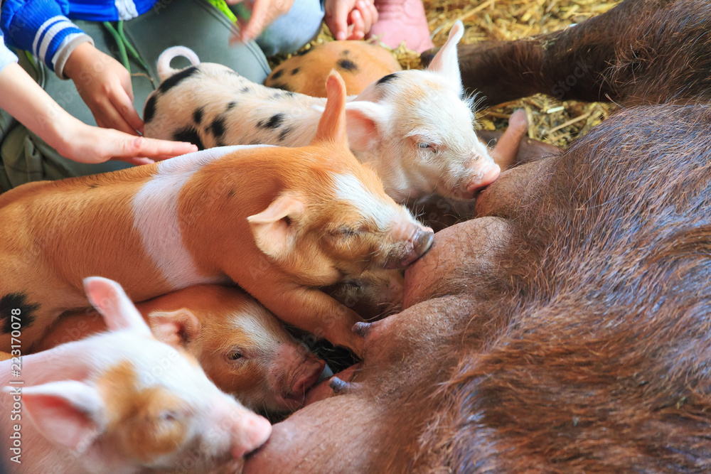 A group of hungry new born piglets drinking milk from their mother in a ...