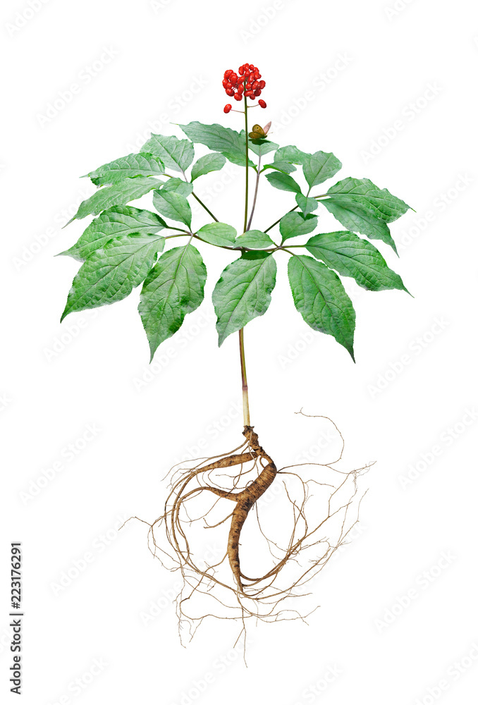 Korean wild root ginseng with berries. A close up of the wild most ...