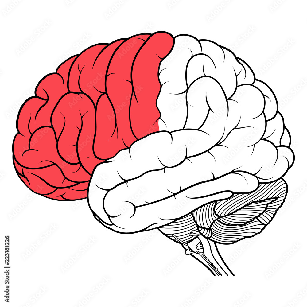 Frontal lobe of human brain anatomy side view flat Stock Vector | Adobe ...