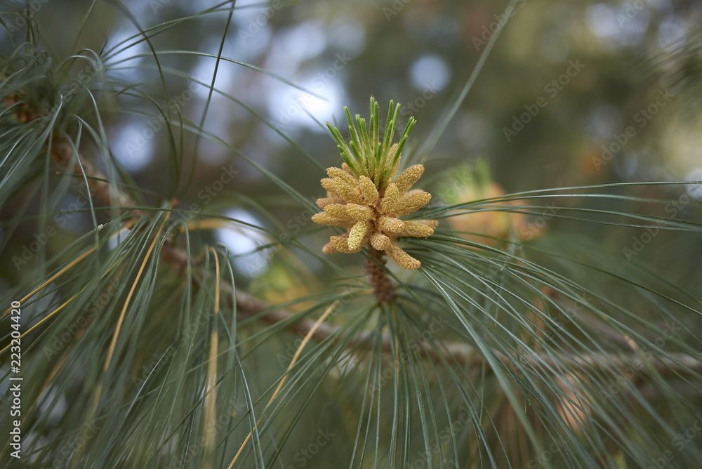 Pinus strobus Stock Photo | Adobe Stock