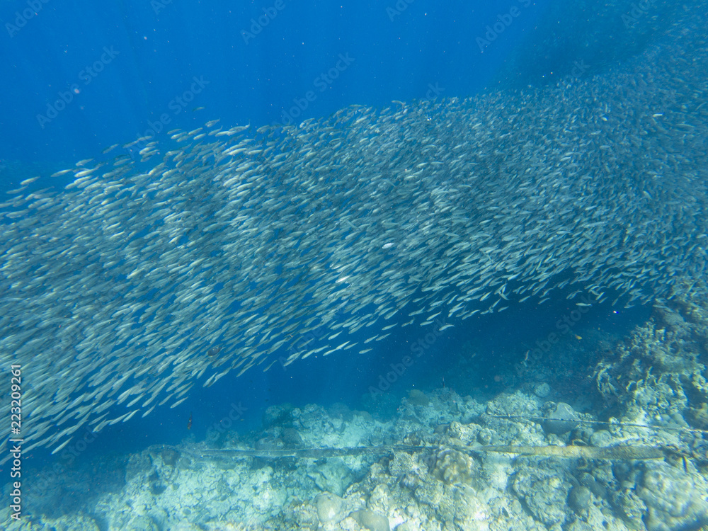 Small sardine school in open sea water. Massive fish school underwater ...