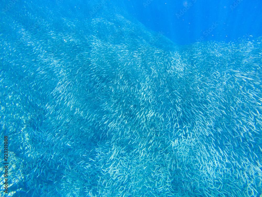 Small sardine carousel in open sea water. Massive fish school ...