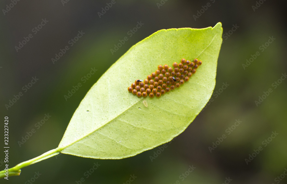 Eggs of the Red-spotted Swallowtail butterfly Heraclides anchisiades on ...