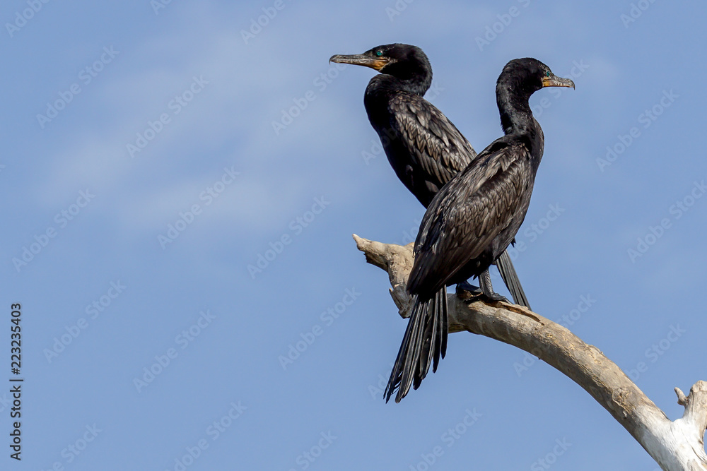black bird on tree Stock Photo | Adobe Stock