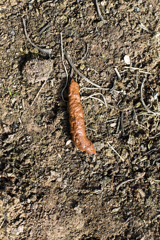 Human feces in the garden Stock Photo | Adobe Stock