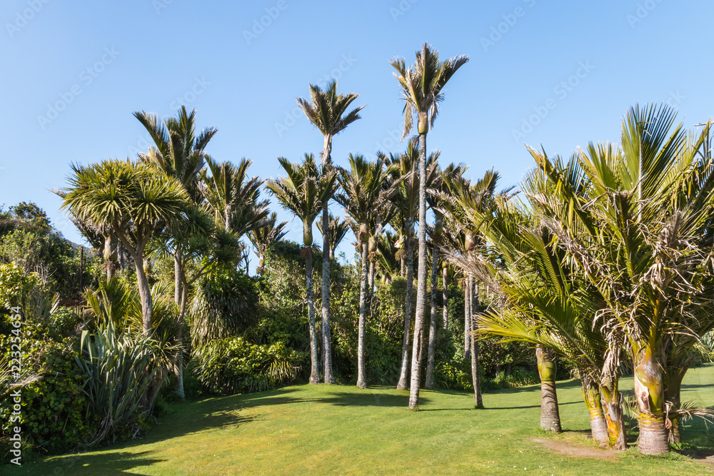 Nikau palm trees growing in tropical rainforest on the West Coast ...