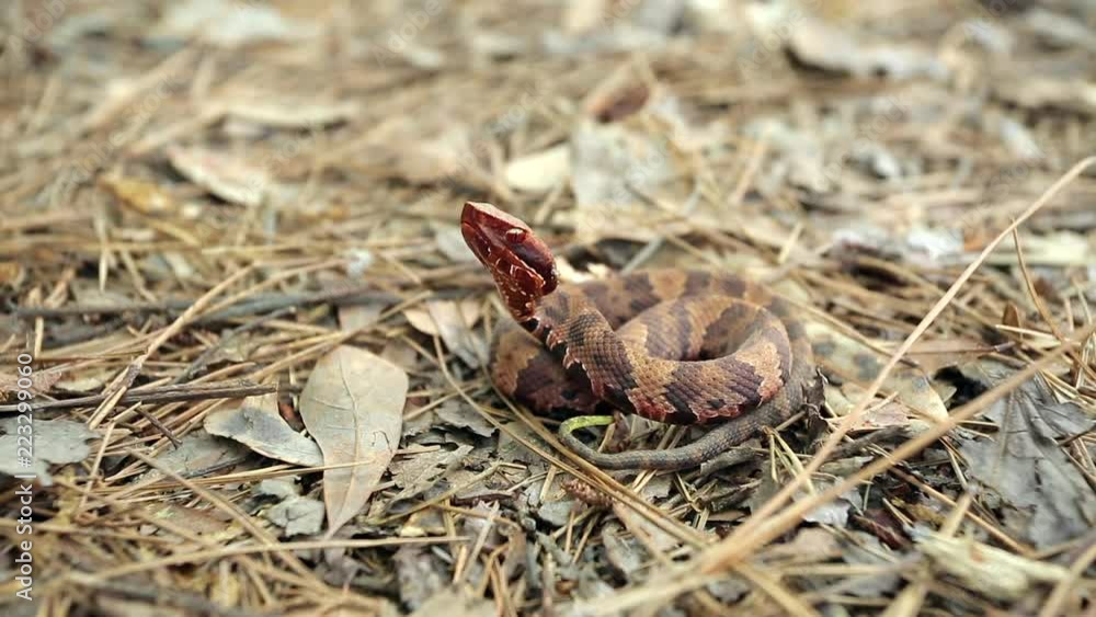 A small juvenile Western Cottonmouth, Agistrodon piscivores leucostoma ...