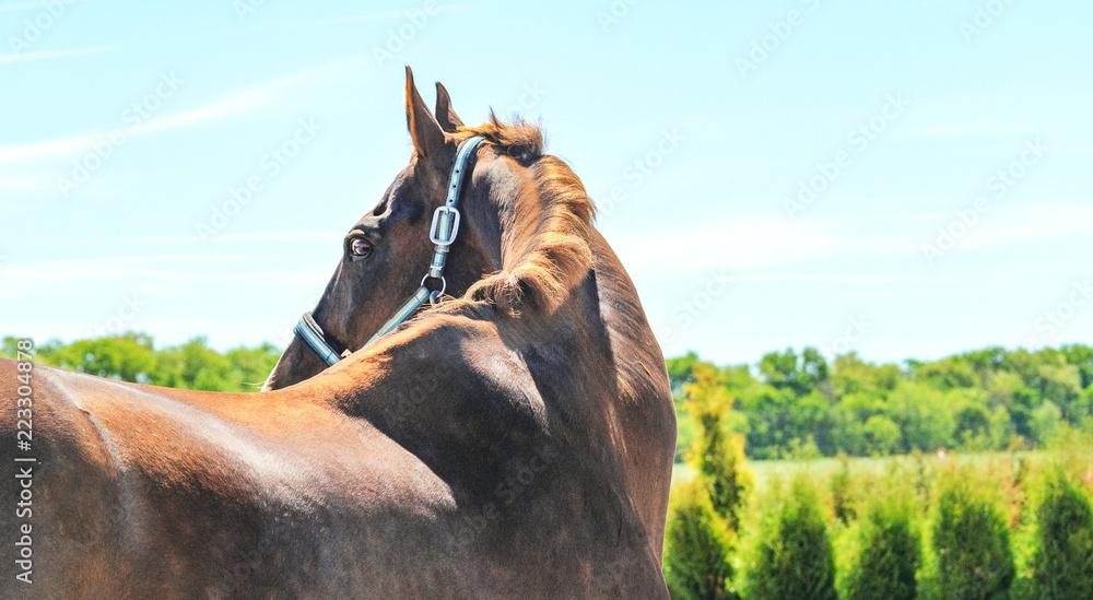 Beautiful horse looking back, blue sky and green trees as a background ...