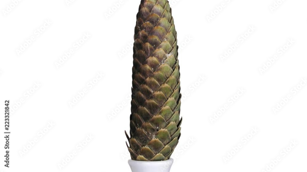 Time-lapse of opening pine cone 4a1 in PNG+ format with ALPHA ...