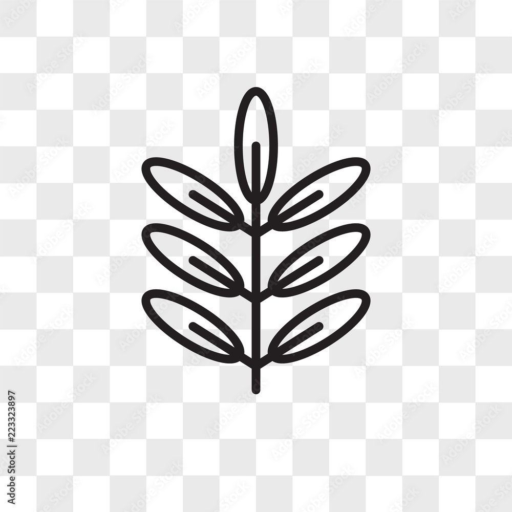 Acacia vector icon isolated on transparent background, Acacia logo ...