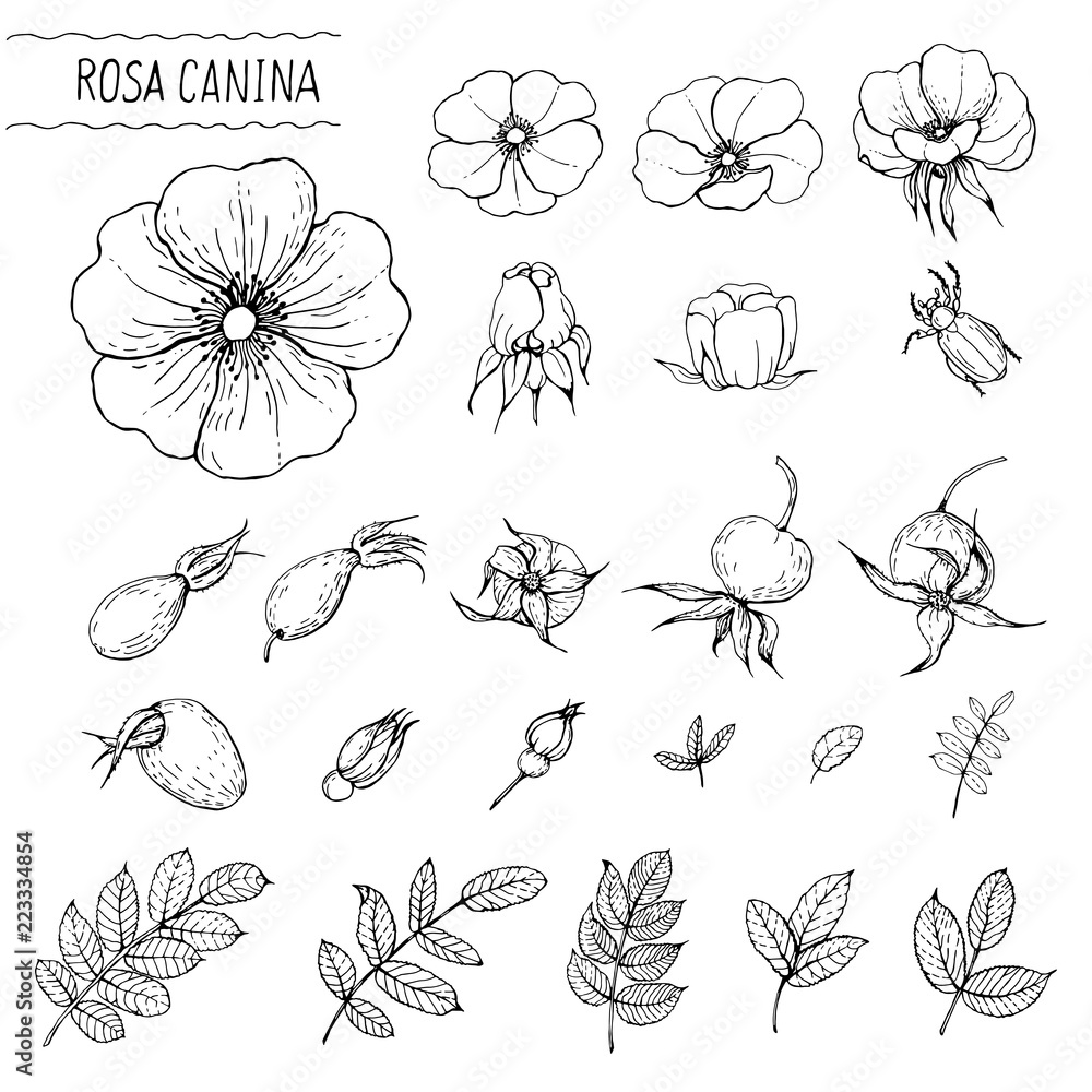 Vector set of rose hips: flowers, buds, fruits, leaves. Medicinal plant ...