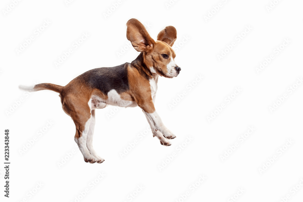 Front view of cute beagle dog jumping isolated on a white studio ...