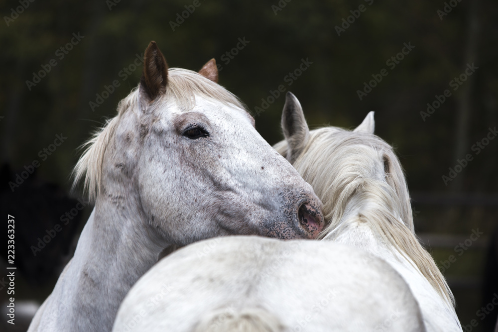 Two Horses Nuzzling