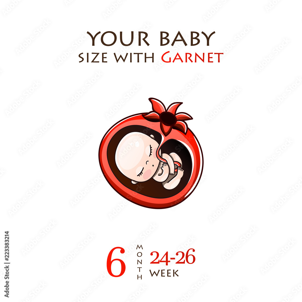 Stages of development of pregnancy, the size of the embryo for weeks ...