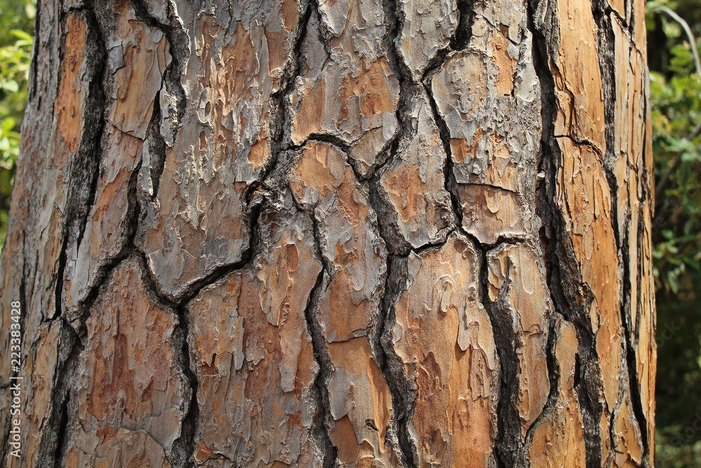 Cedar Tree Bark