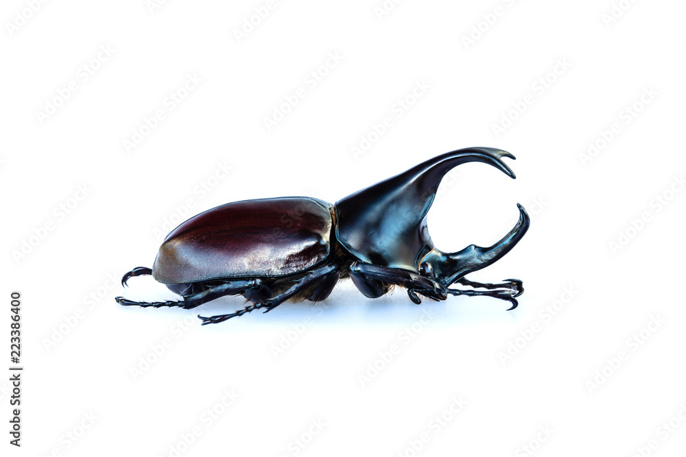 Scarab beetle, Hercules beetle, Rhino beetle, Unicorn beetle, Horn ...