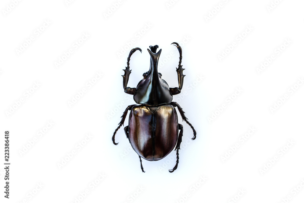 Scarab beetle, Hercules beetle, Rhino beetle, Unicorn beetle, Horn ...