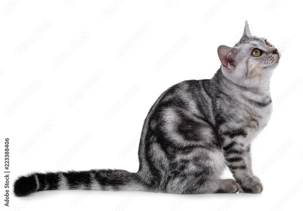 Cat on the white background Stock Photo | Adobe Stock